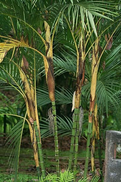 Pinanga adangensis - Palmpedia - Palm Grower's Guide