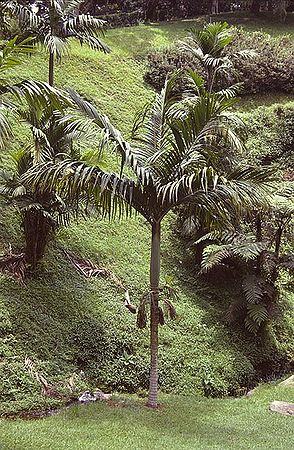 Pinanga javana - Palmpedia - Palm Grower's Guide