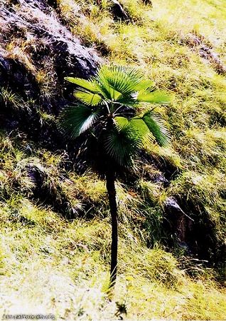 Trachycarpus martianus - Palmpedia - Palm Grower's Guide