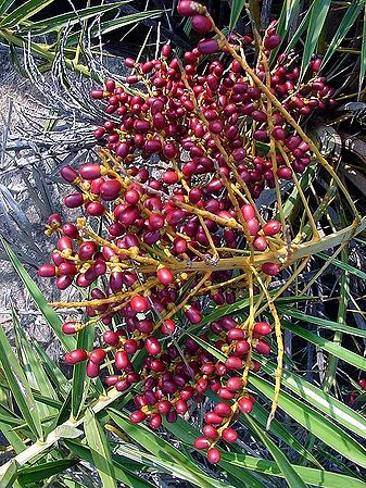 Phoenix pusilla - Palmpedia - Palm Grower's Guide
