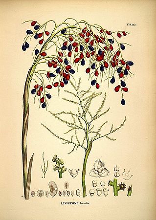 Livistona humilis - Palmpedia - Palm Grower's Guide