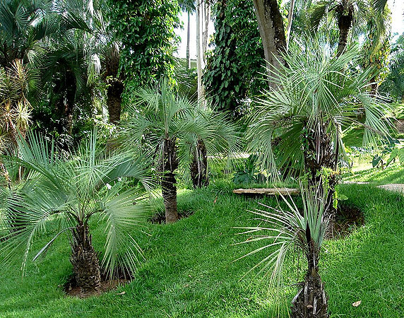 Butia archeri - Palmpedia - Palm Grower's Guide