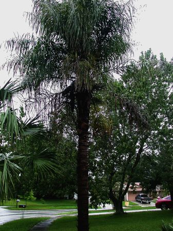 Acrocomia totai - Palmpedia - Palm Grower's Guide