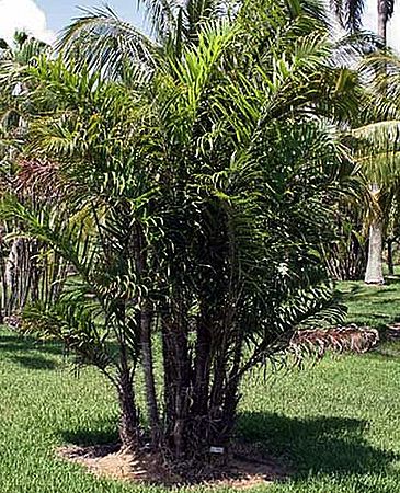 Bactris brongniartii - Palmpedia - Palm Grower's Guide