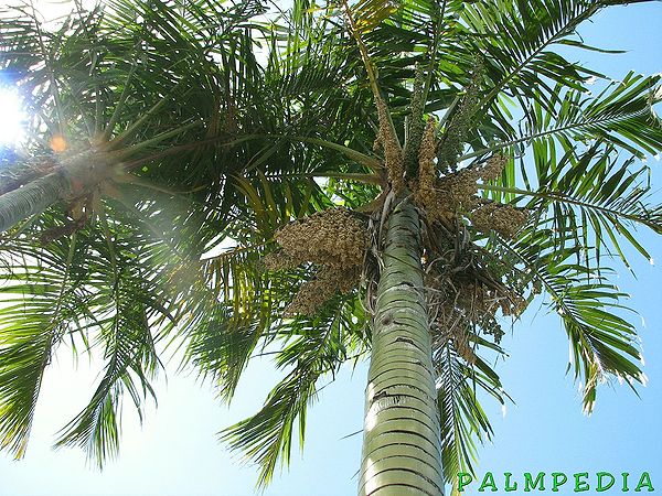 Pigafetta elata - Palmpedia - Palm Grower's Guide