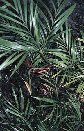 Pinanga tenella - Palmpedia - Palm Grower's Guide