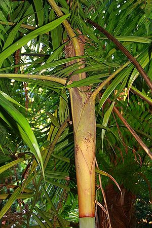 Dypsis rivularis - Palmpedia - Palm Grower's Guide