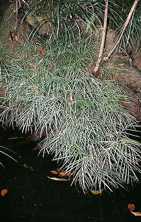 Pinanga rivularis - Palmpedia - Palm Grower's Guide