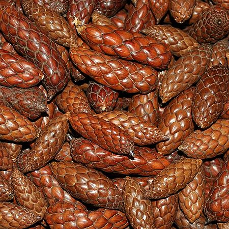 Raphia australis - Palmpedia - Palm Grower's Guide