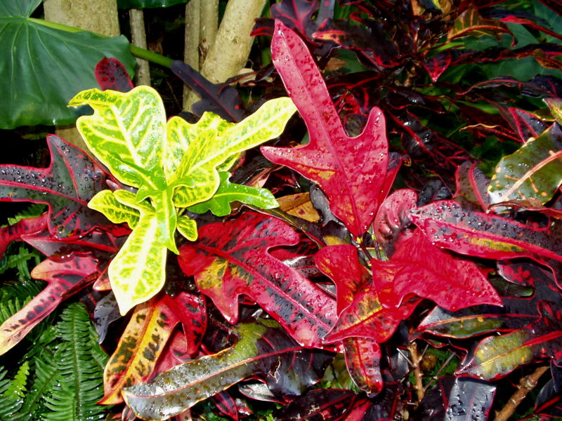 SATAN - Palmpedia - Palm Grower's Guide