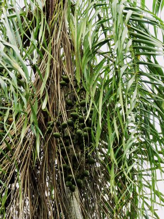 Syagrus cocoides - Palmpedia - Palm Grower's Guide