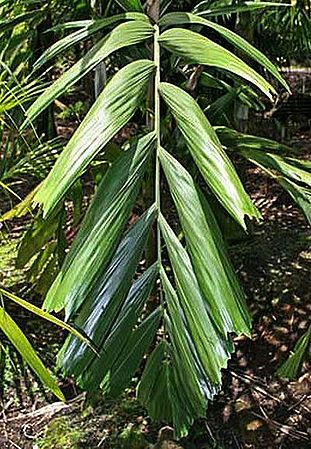 Balaka microcarpa - Palmpedia - Palm Grower's Guide
