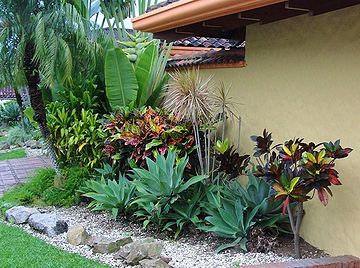 COSTA RICAN CROTON PICTURES - Palmpedia - Palm Grower's Guide