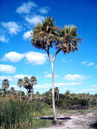 Copernicia alba - Palmpedia - Palm Grower's Guide