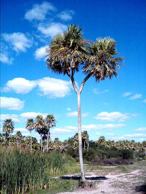 Copernicia alba - Palmpedia - Palm Grower's Guide
