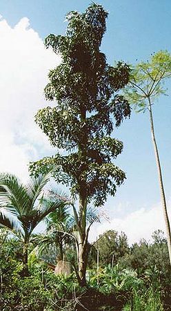 Caryota maxima - Palmpedia - Palm Grower's Guide