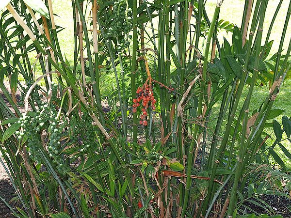 Chamaedorea microspadix - Palmpedia - Palm Grower's Guide