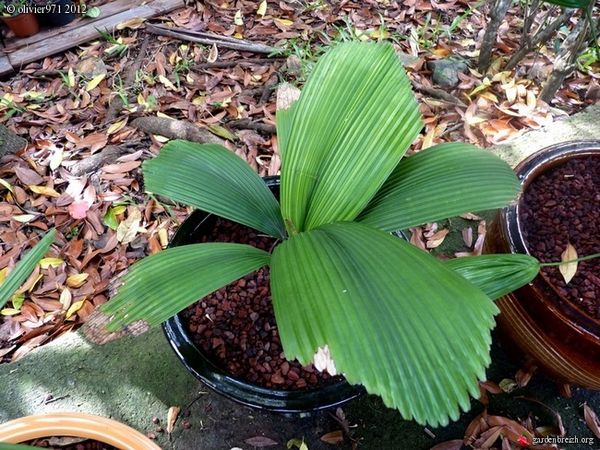 Licuala orbicularis - Palmpedia - Palm Grower's Guide