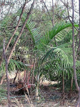 Gaussia maya - Palmpedia - Palm Grower's Guide