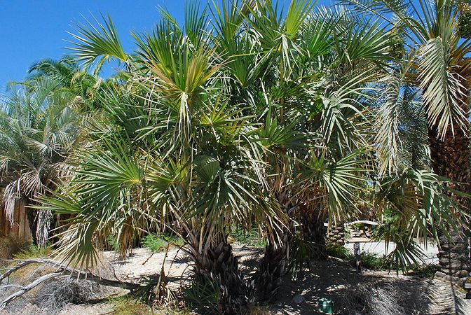Hyphaene coriacea - Palmpedia - Palm Grower's Guide
