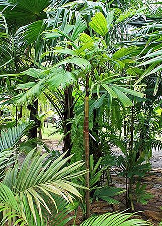 Pinanga maculata - Palmpedia - Palm Grower's Guide