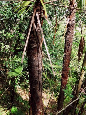 Trachycarpus martianus - Palmpedia - Palm Grower's Guide