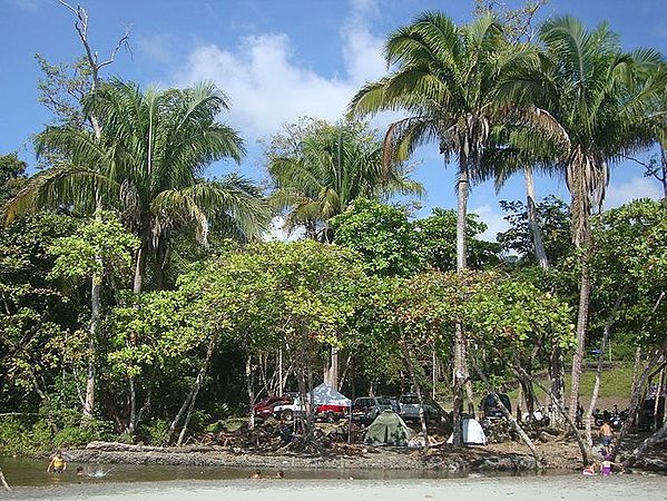 Attalea rostrata - Palmpedia - Palm Grower's Guide