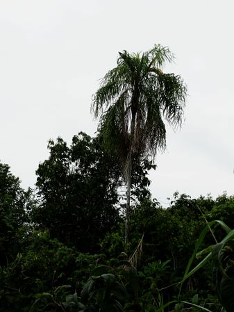 Syagrus cocoides - Palmpedia - Palm Grower's Guide