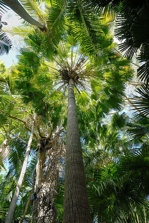 Livistona australis - Palmpedia - Palm Grower's Guide