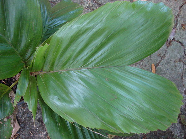 Balaka sp. 'Costa Rica' - Palmpedia - Palm Grower's Guide