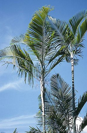 Chrysalidocarpus cabadae - Palmpedia - Palm Grower's Guide