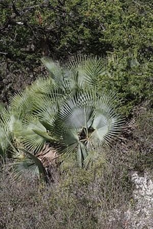 Brahea dulcis - Palmpedia - Palm Grower's Guide