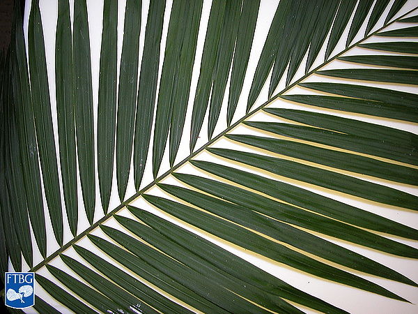 Calamus longipinna - Palmpedia - Palm Grower's Guide