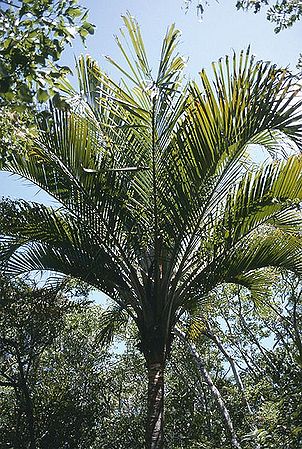 Ravenea sambiranensis - Palmpedia - Palm Grower's Guide