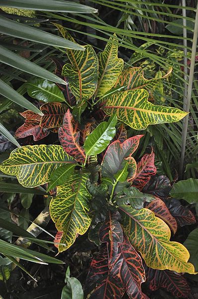 INCA - Palmpedia - Palm Grower's Guide