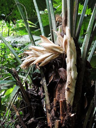 Sabinaria magnifica - Palmpedia - Palm Grower's Guide