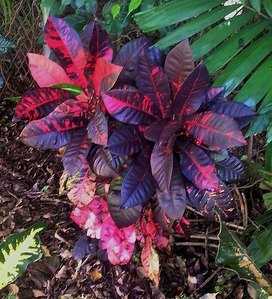 NORMA - Palmpedia - Palm Grower's Guide