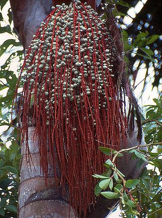 Oenocarpus bacaba - Alchetron, The Free Social Encyclopedia