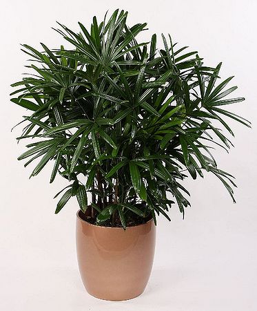 Rhapis excelsa - Palmpedia - Palm Grower's Guide