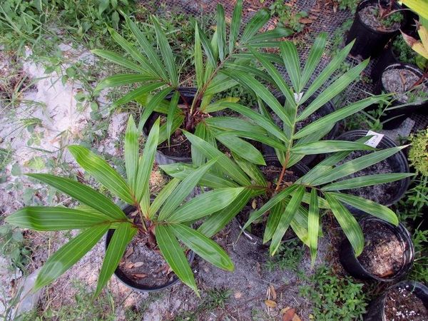 Chrysalidocarpus cabadae - Palmpedia - Palm Grower's Guide