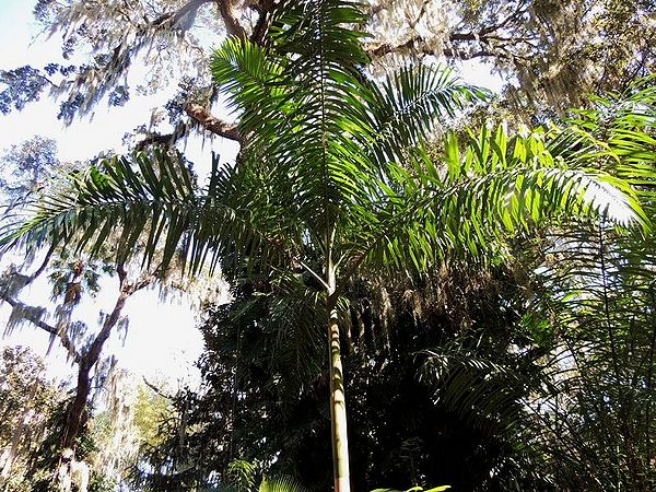 Roystonea princeps - Palmpedia - Palm Grower's Guide