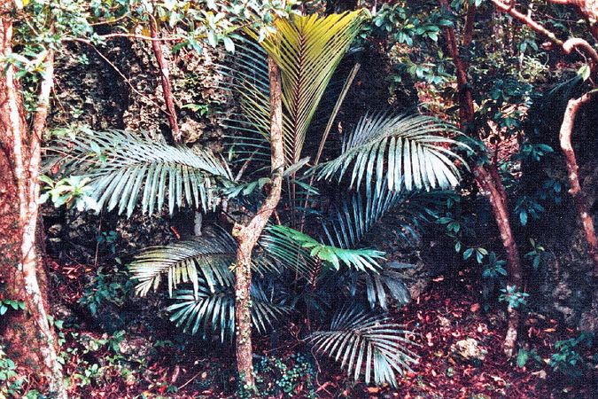 Arenga ryukyuensis - Palmpedia - Palm Grower's Guide