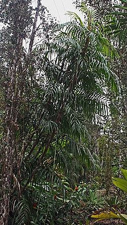 Calamus aruensis - Palmpedia - Palm Grower's Guide