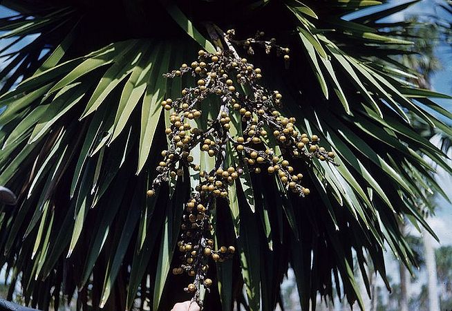 Copernicia tectorum - Palmpedia - Palm Grower's Guide