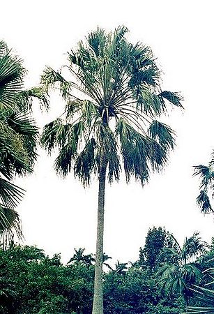 Copernicia tectorum - Palmpedia - Palm Grower's Guide