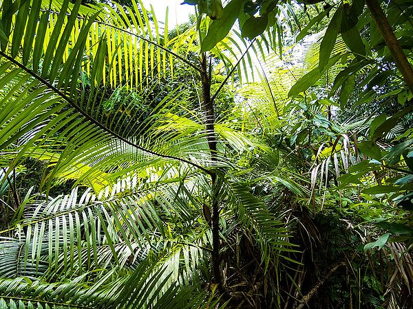 Daemonorops jenkinsiana - Palmpedia - Palm Grower's Guide