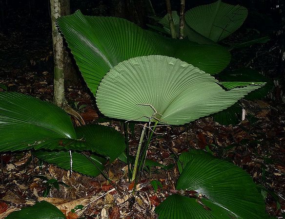 Licuala orbicularis - Palmpedia - Palm Grower's Guide