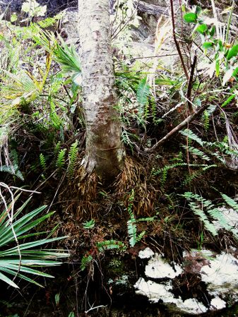 Trachycarpus martianus - Palmpedia - Palm Grower's Guide