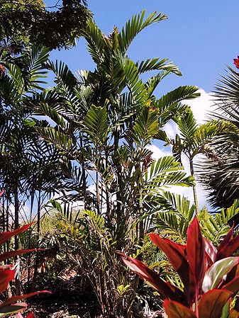 Ptychosperma schefferi - Palmpedia - Palm Grower's Guide