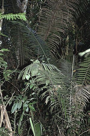 Phytelephas macrocarpa - Palmpedia - Palm Grower's Guide